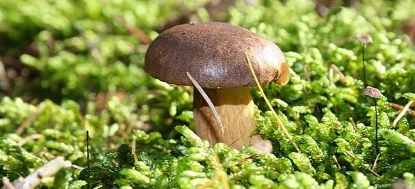 Pilze finden & erkennen | Pilzscout